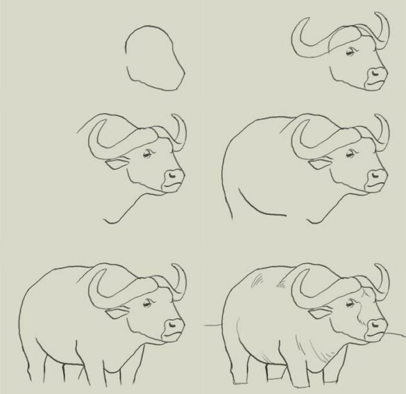 Vẽ con trâu đơn giản nhất cho bé – YeuTre.Net